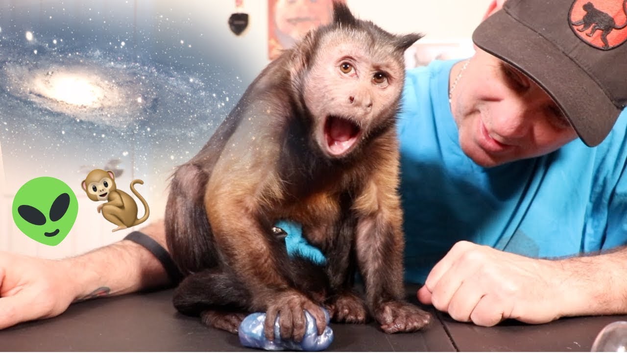 Capuchin Monkey Fascinated by Galaxy Slime! - YouTube