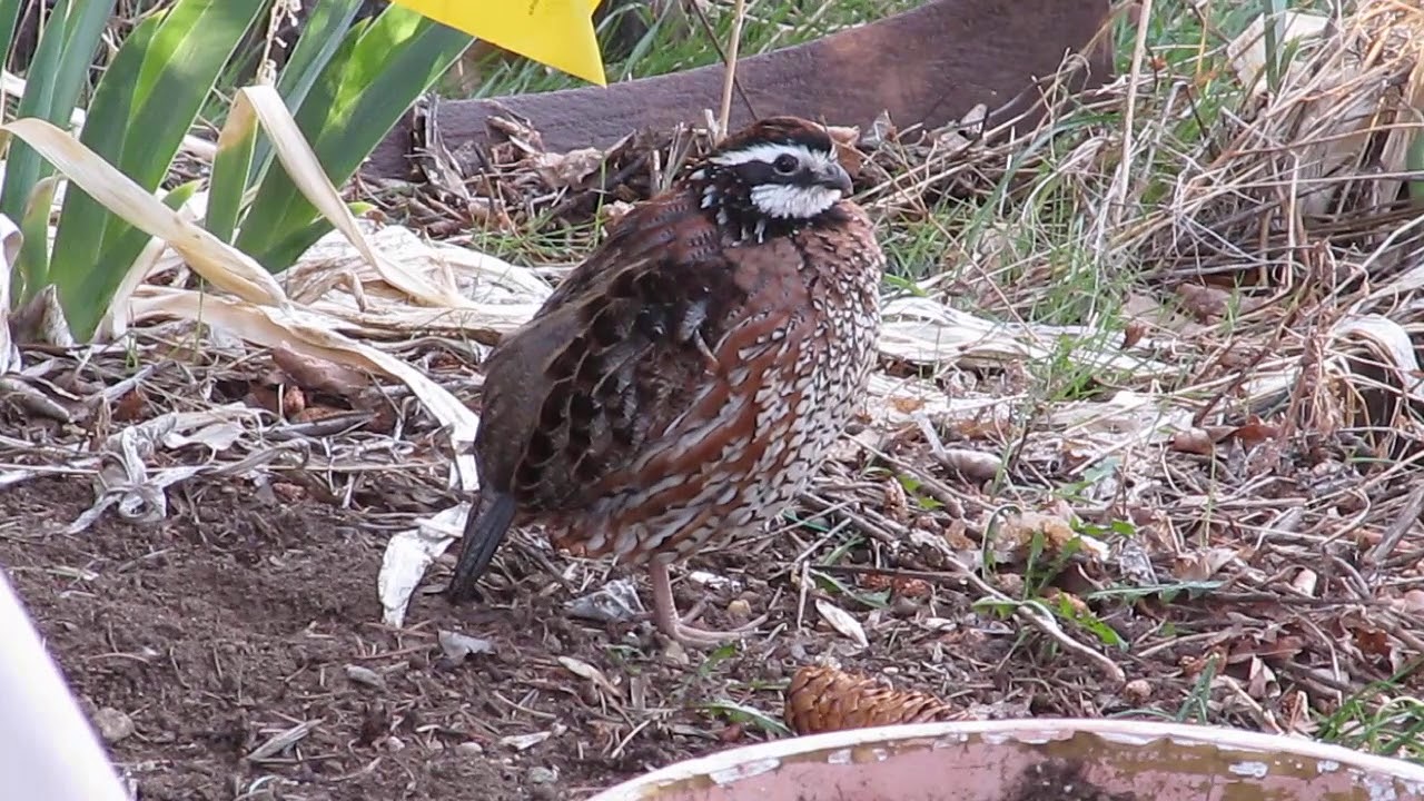 Northern Bobwhite Quail - Loveland, CO - YouTube