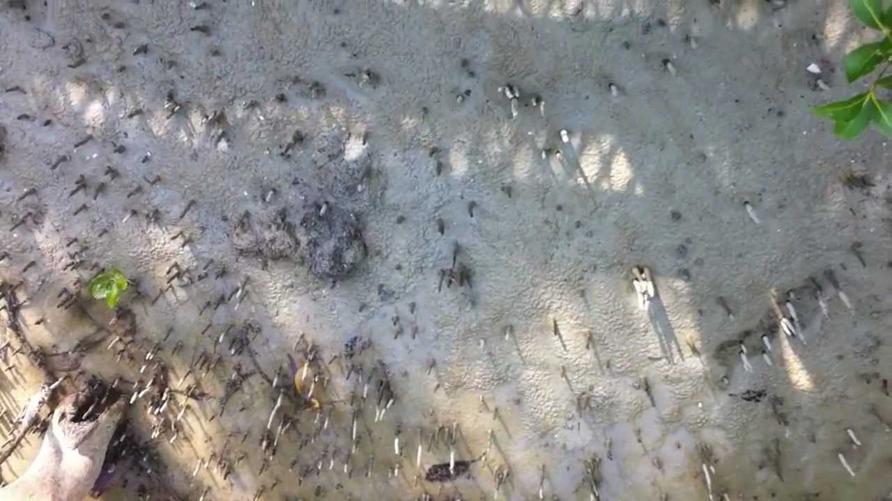 Darwin East Point Mangroves - YouTube