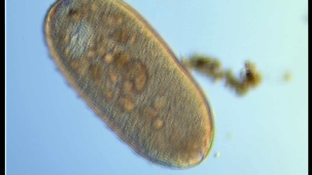 PRORODON CILIADO CILIATE - YouTube