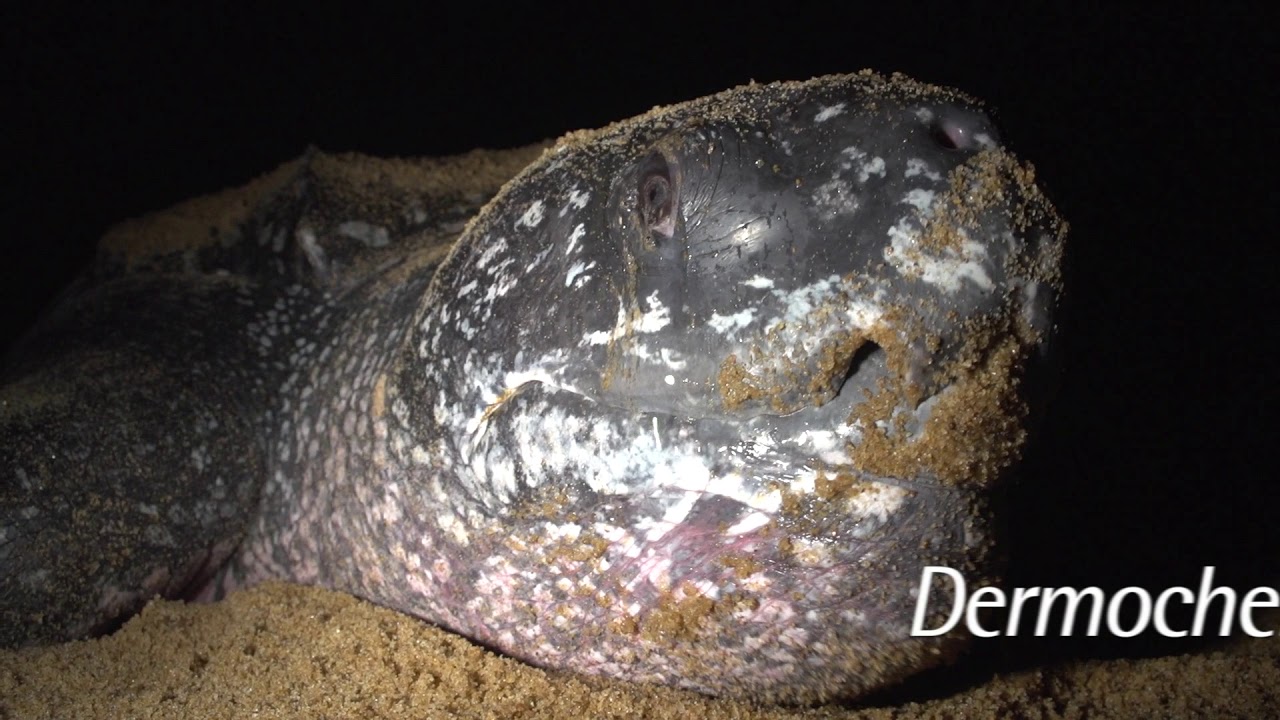 Bichos do Mar - Tartaruga-de-couto - YouTube