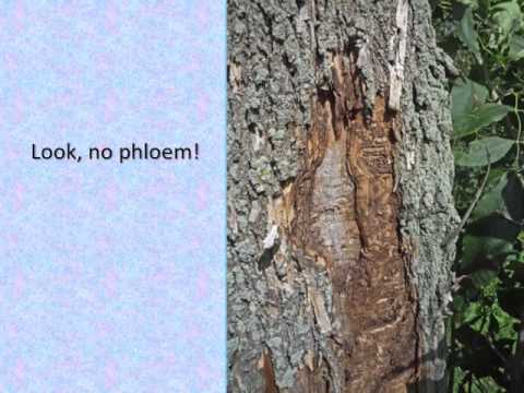 Biology & History of the Emerald Ash Borer Infestation in New York ...