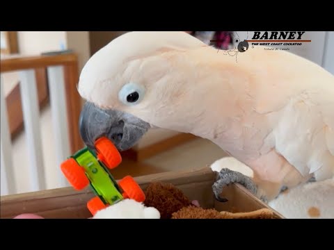 Hello! Something from Auntie L, Uncle T, and Sully 😃🧡🥳 - YouTube