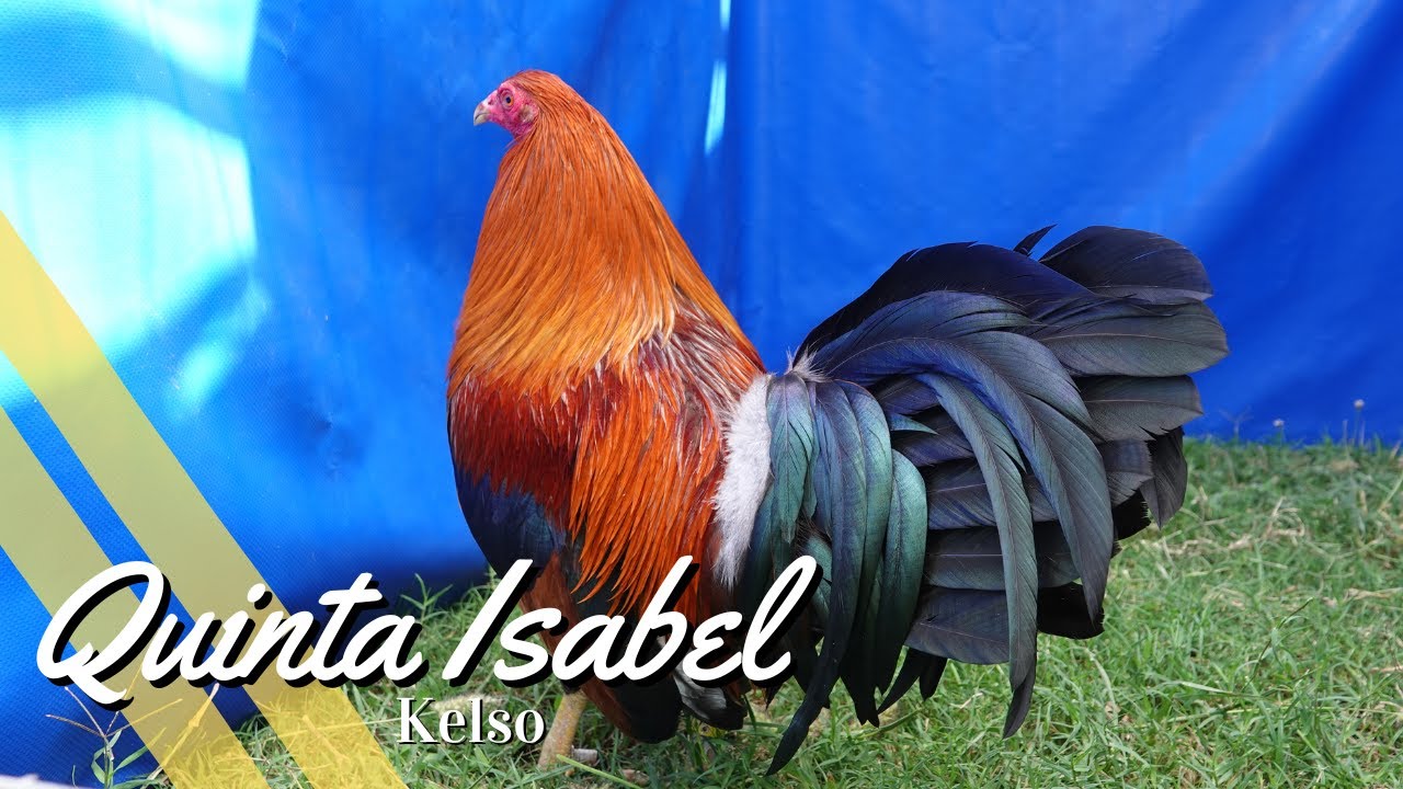 Quinta Isabel. kelso 2 placa 605 NO DISPONIBLE 7/DIC/23 - YouTube