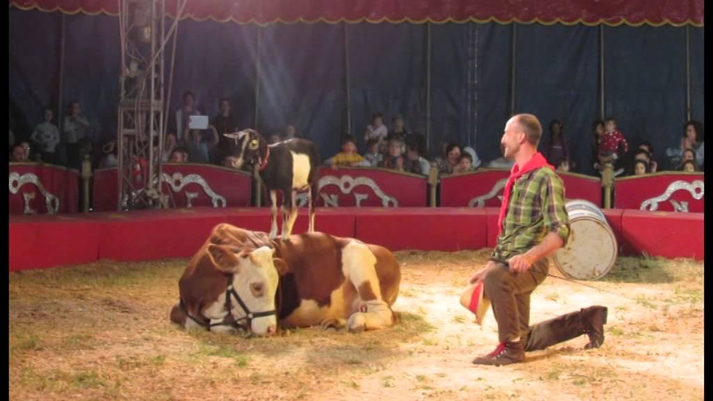 NOVITA' 2014 DEBUTTO AL CIRCO: MAGGIE E GRACE. ERICK HORSE SHOW - YouTube