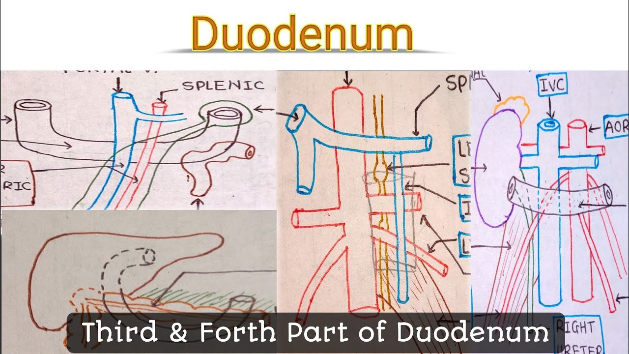 Duodenum-3 | Third and Forth Part of Duodenum - YouTube