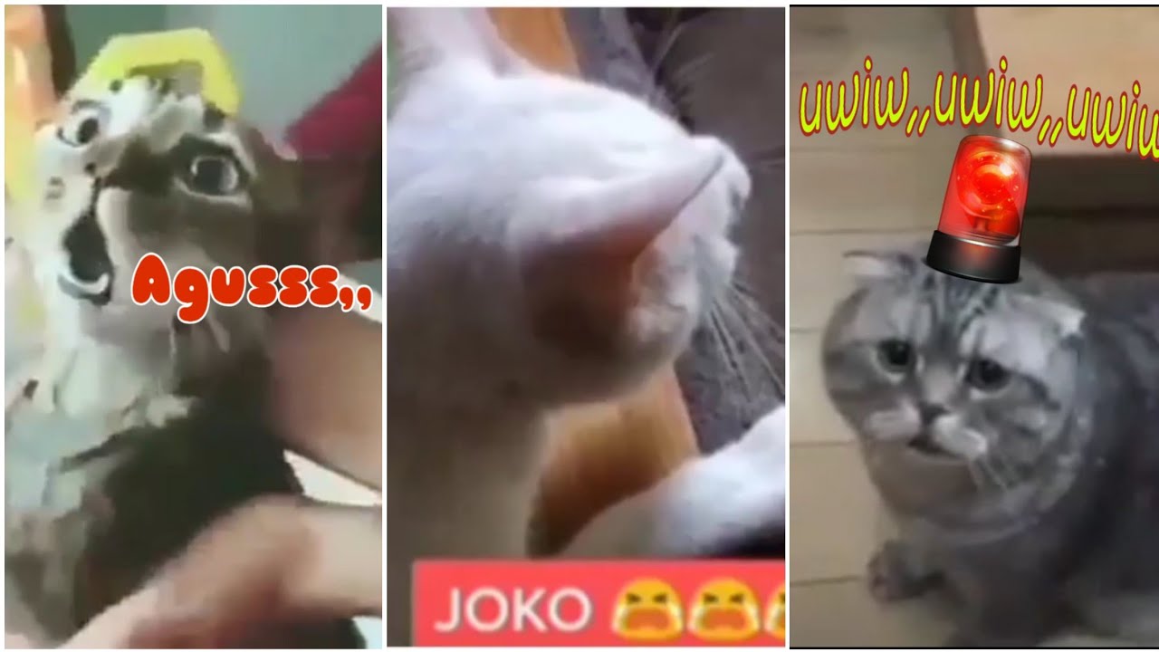 KUCING NGOMONG LUCU BANGET😂 - YouTube