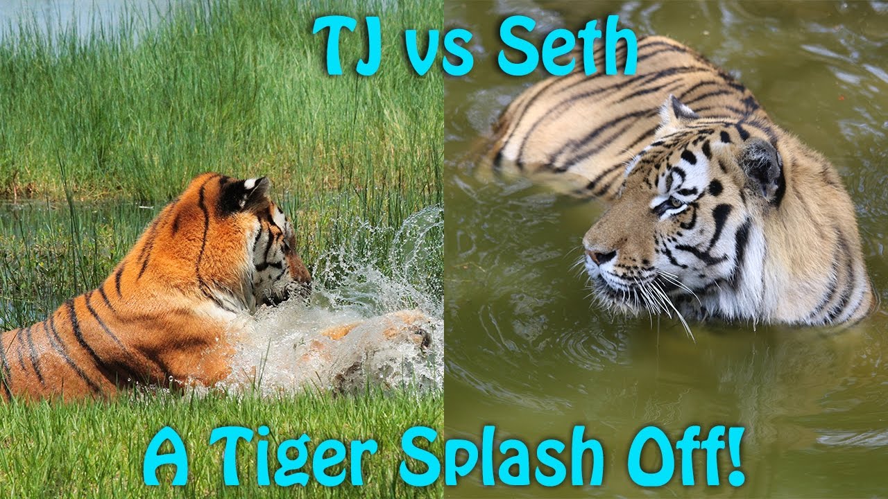 Tiger vs Tiger - The Ultimate Splash Off - YouTube
