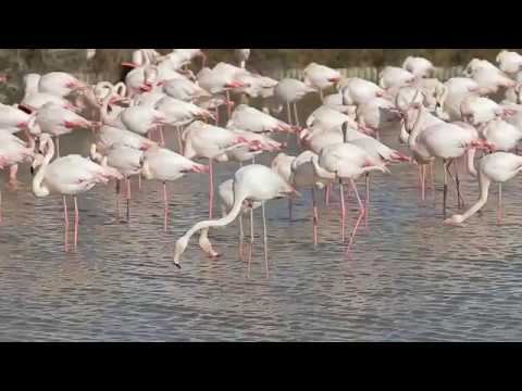 Greater Flamingo at the Rhone Delta in Spring - YouTube
