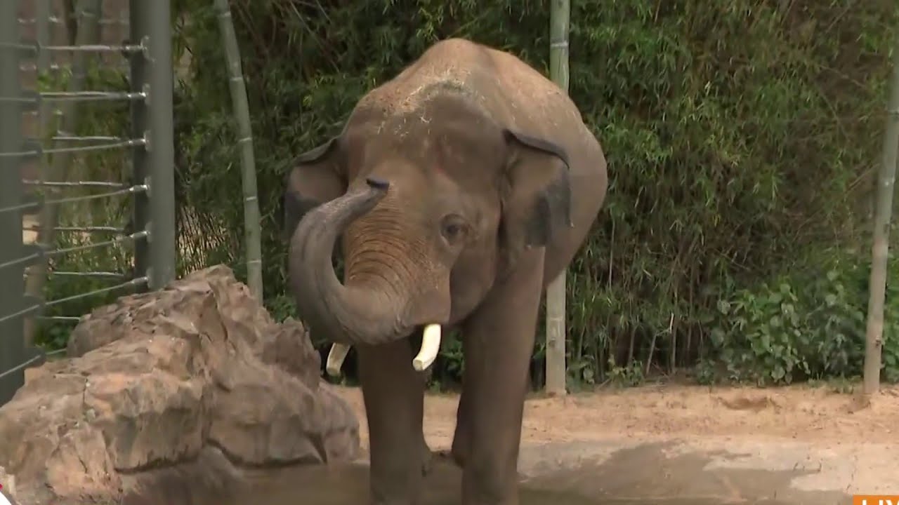 Asian elephants at the Houston Zoo | HOUSTON LIFE | KPRC 2 - YouTube