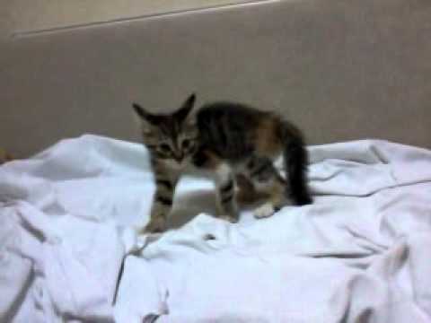 Piskopat kedi . :D İzle. :D