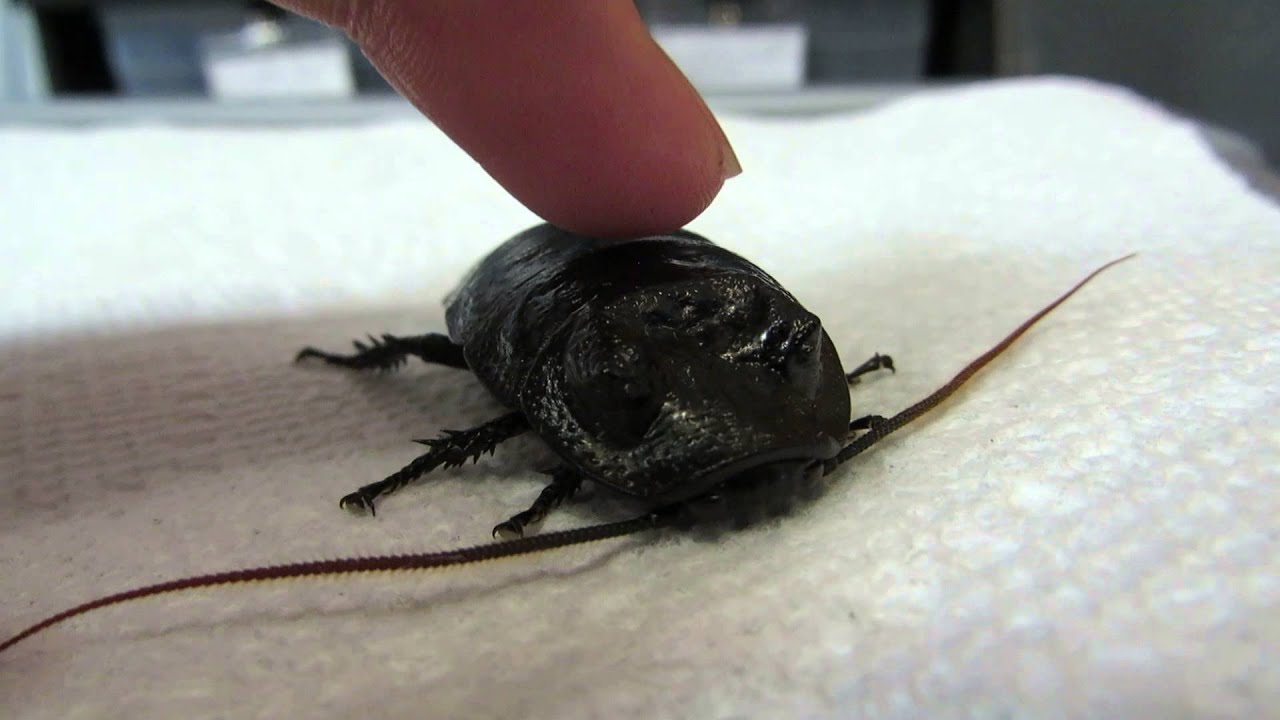 Cockroach Hissing - YouTube