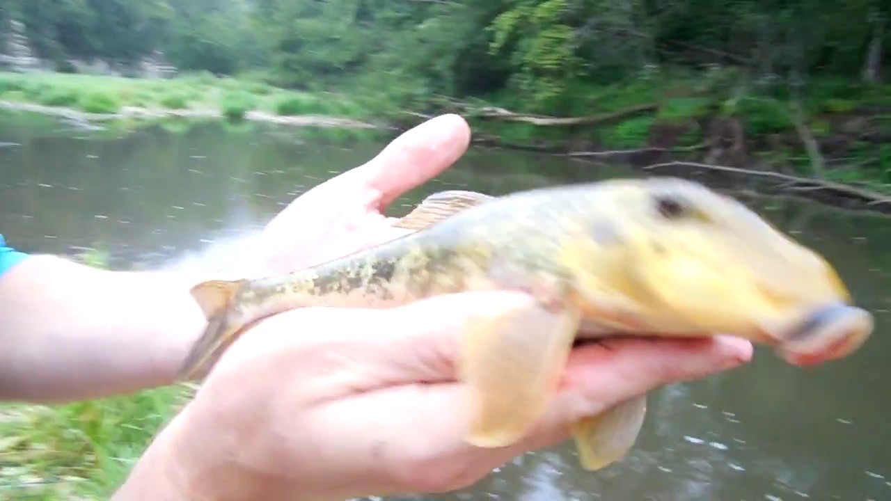 Northern Hog Sucker - YouTube