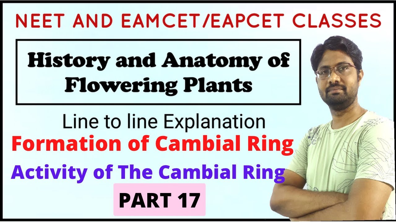 Formation of Cambial Ring || Activity of The Cambial Ring || Anatomy of ...