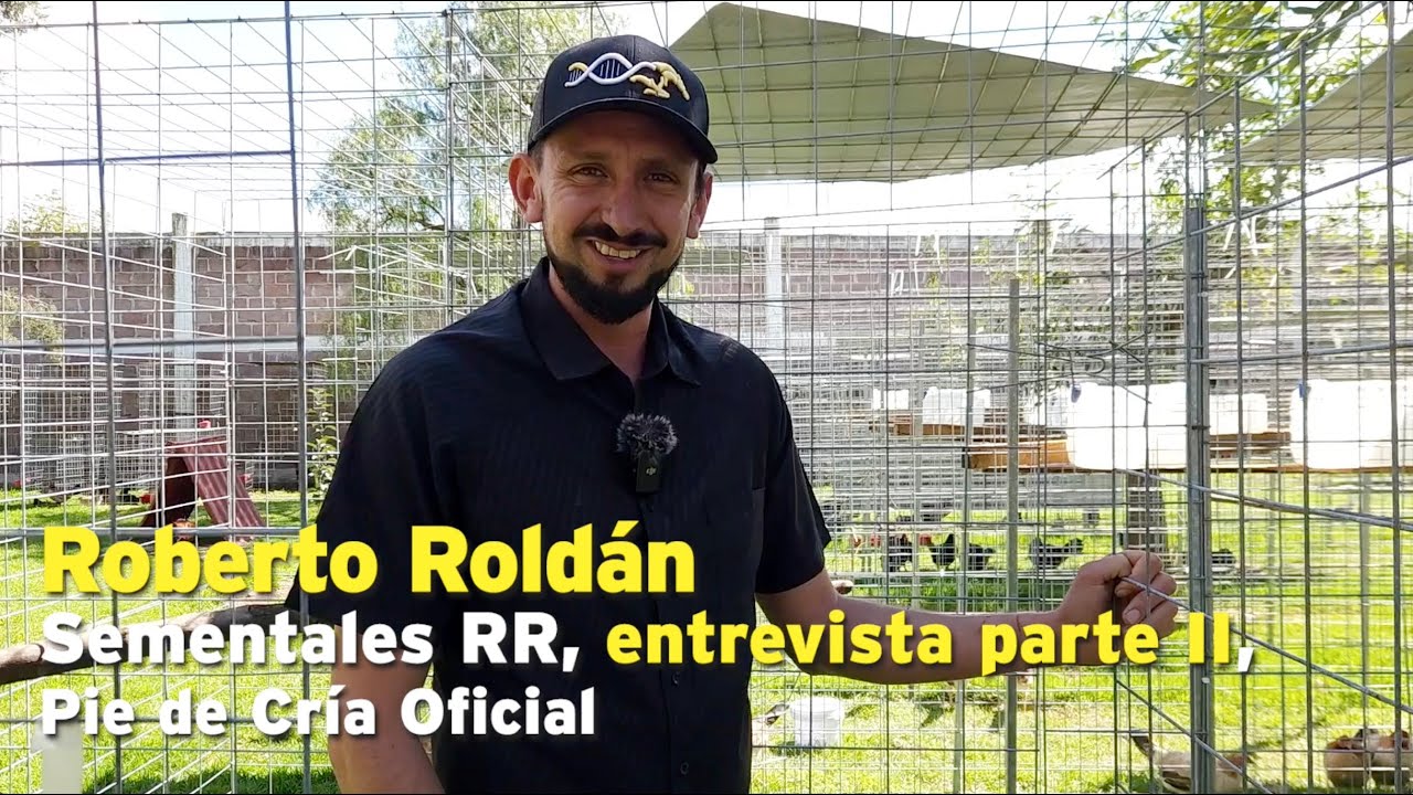 Roberto Roldán, Sementales RR Gallos RR, entrevista parte II, Pie de ...