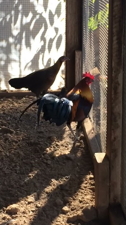 Pure Laos red jungle fowl - YouTube