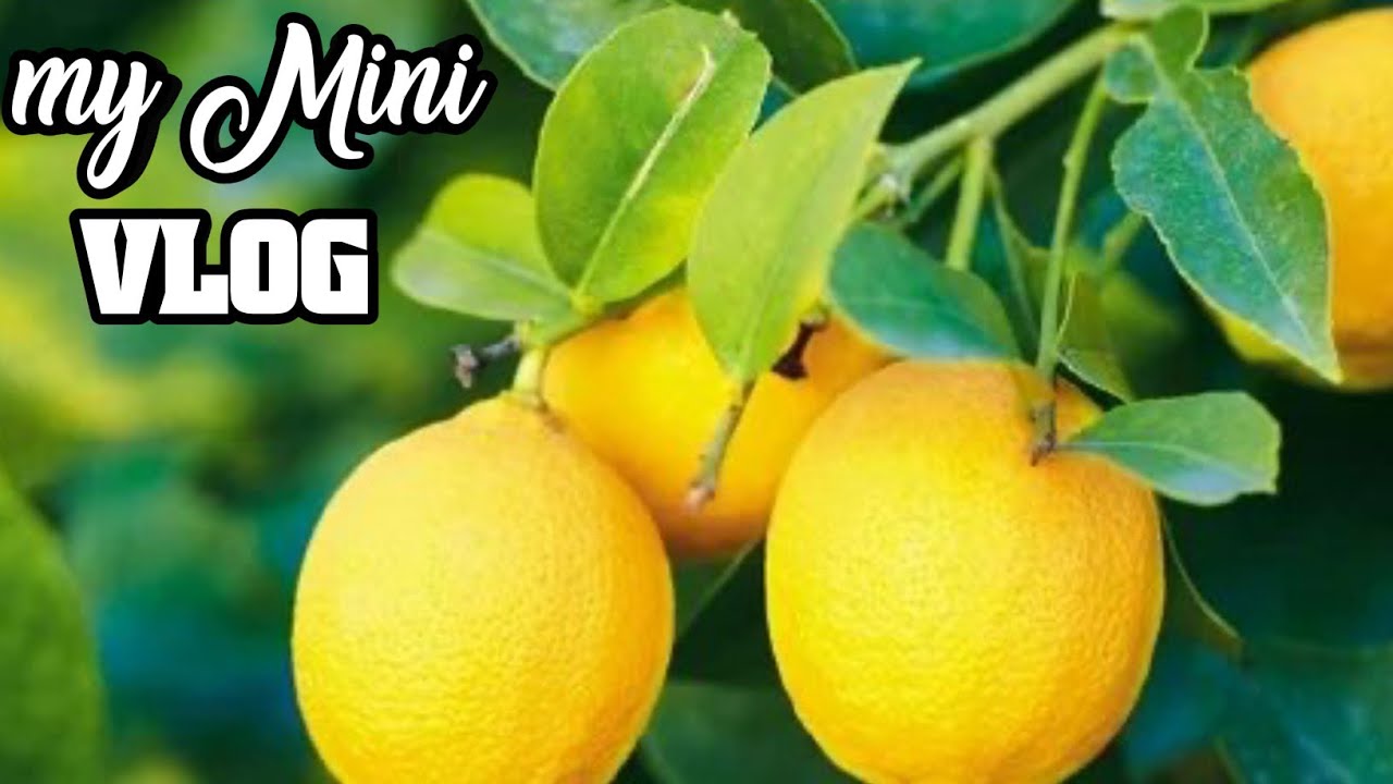 My mini vlog lemon ka paudha🍋 #sayanvlogs# - YouTube