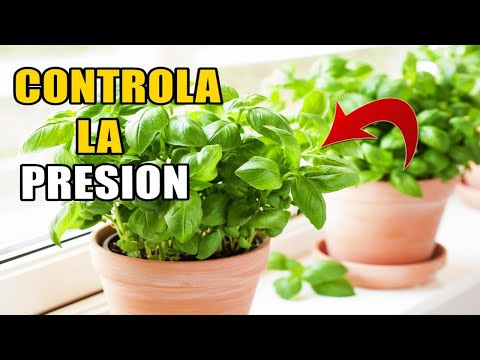 5 INCREIBLE plantas  que bajan la presión Arterial alta y que muy poca gente lo sabe