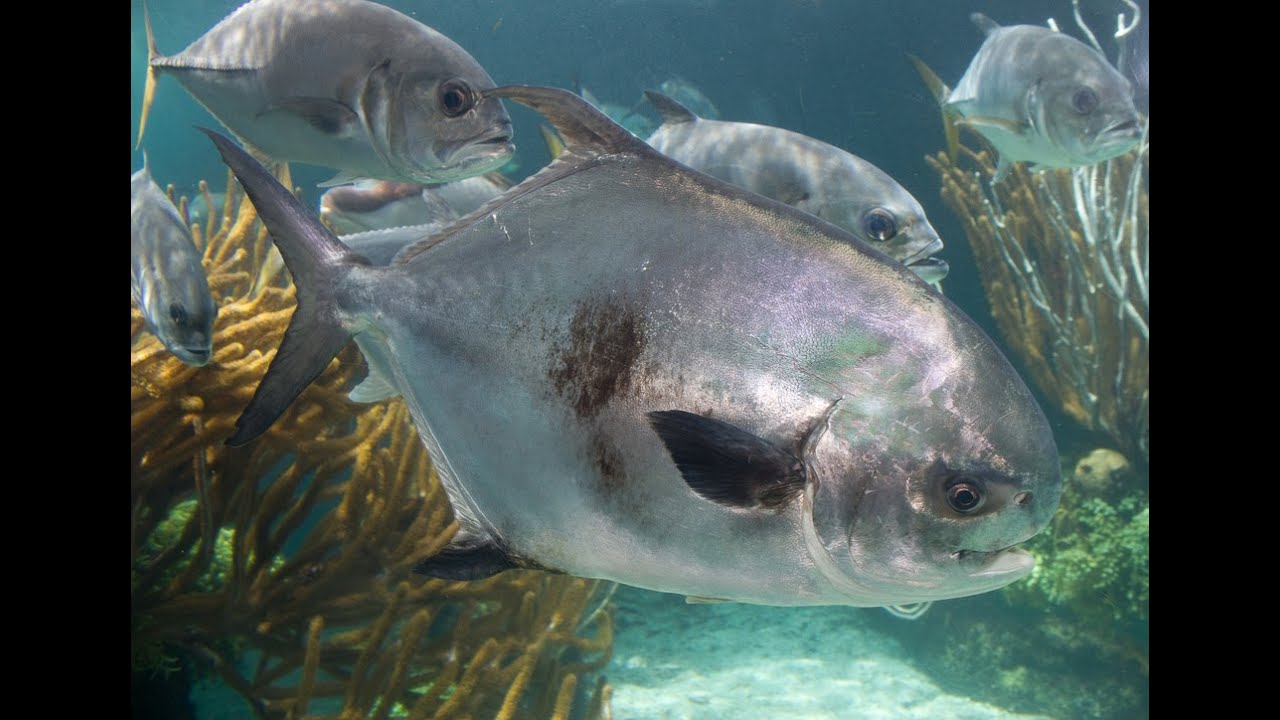 BVI Norman Island Angelfish Reef - YouTube