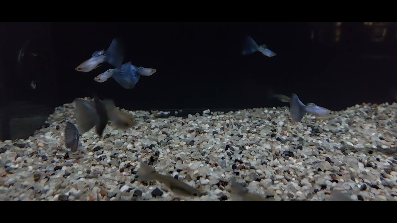 Guppy Singa Blue - YouTube