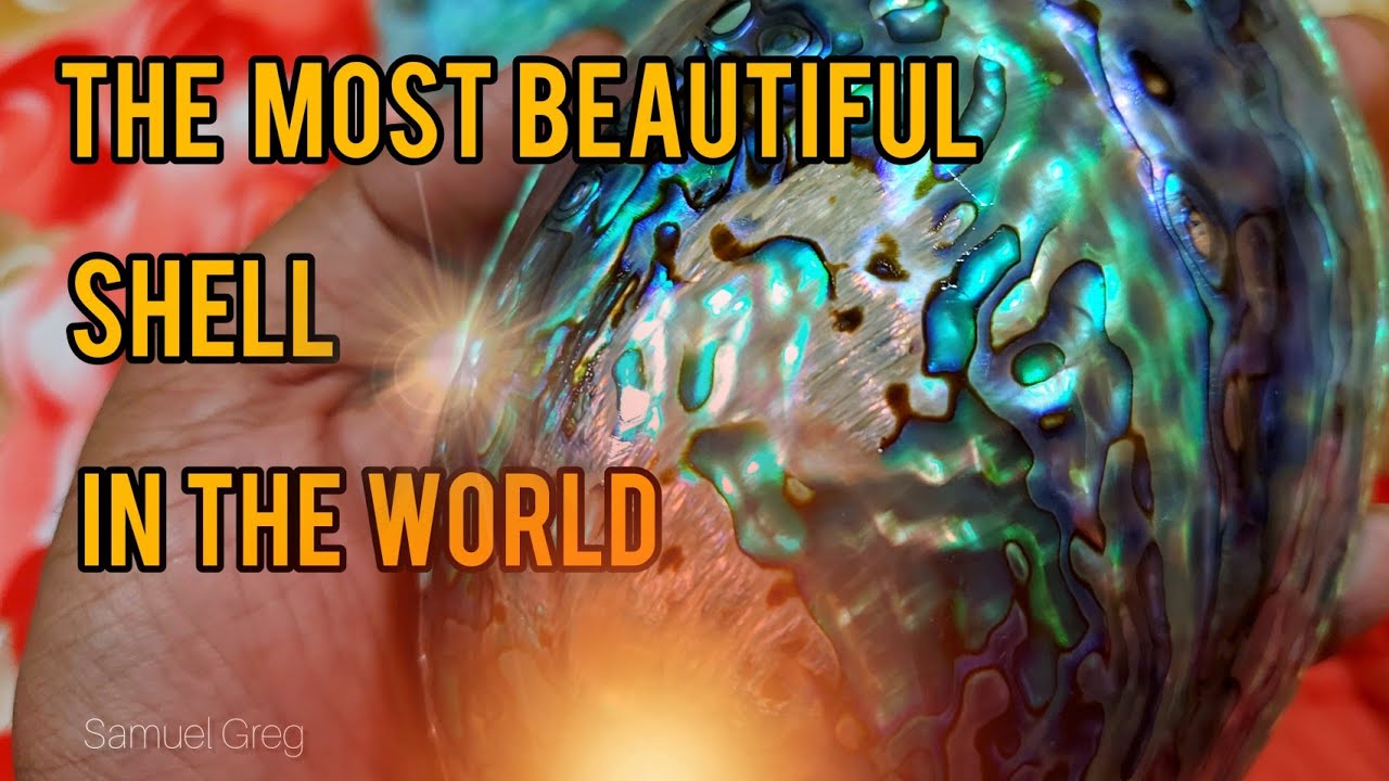 Paua Shell- The most beautiful shell in the World - YouTube