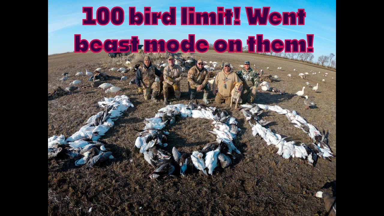 5 Man Shoot, 100 Geese Harvested! (Epic Goose Hunt) - YouTube