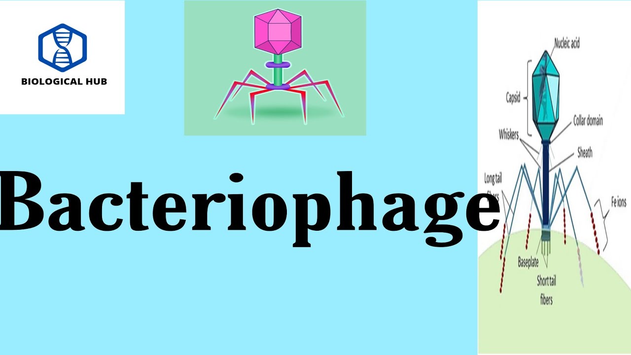 Structure components and classification of bacteriophages.(grade 1st ...