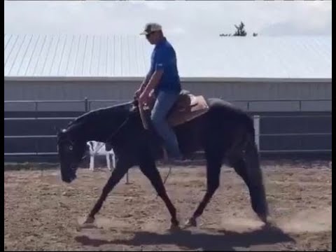 DGS Iron Proof (AQHA/APHA-SPB) 2016 Gray Gelding Under Saddle & Free ...