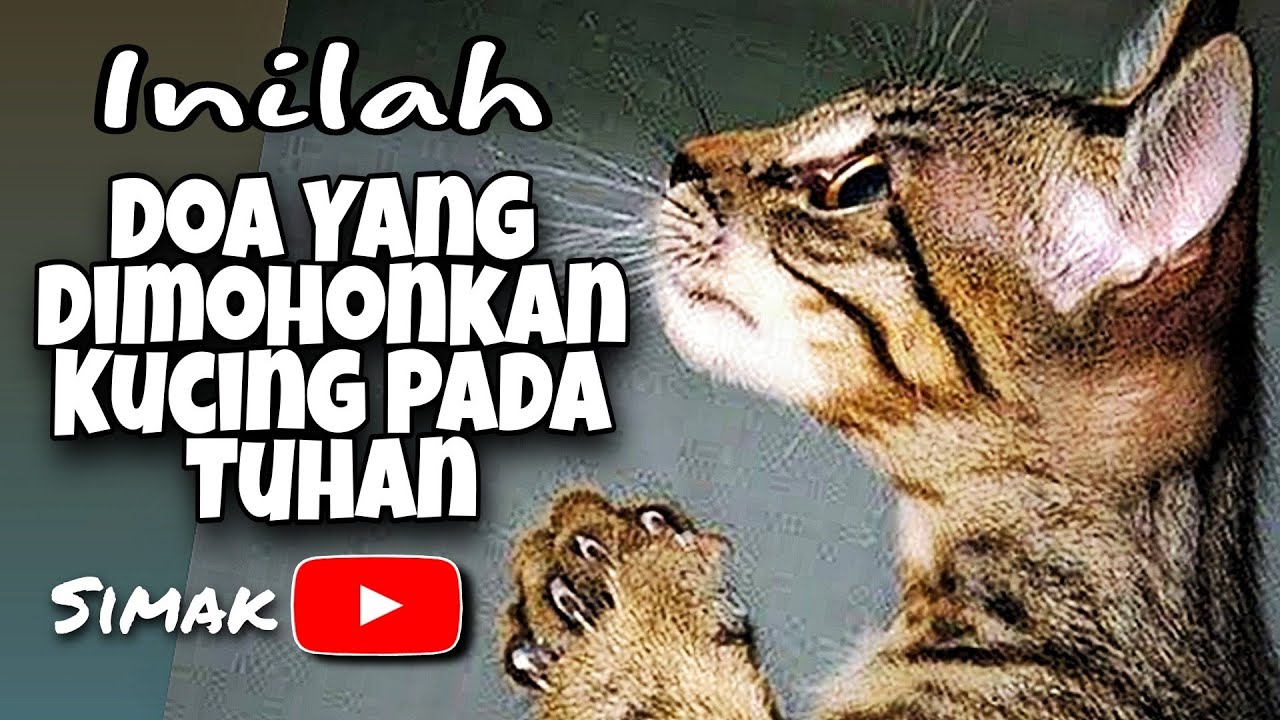 INILAH DOA YANG DIMOHONKAN KUCING PADA TUHAN - YouTube