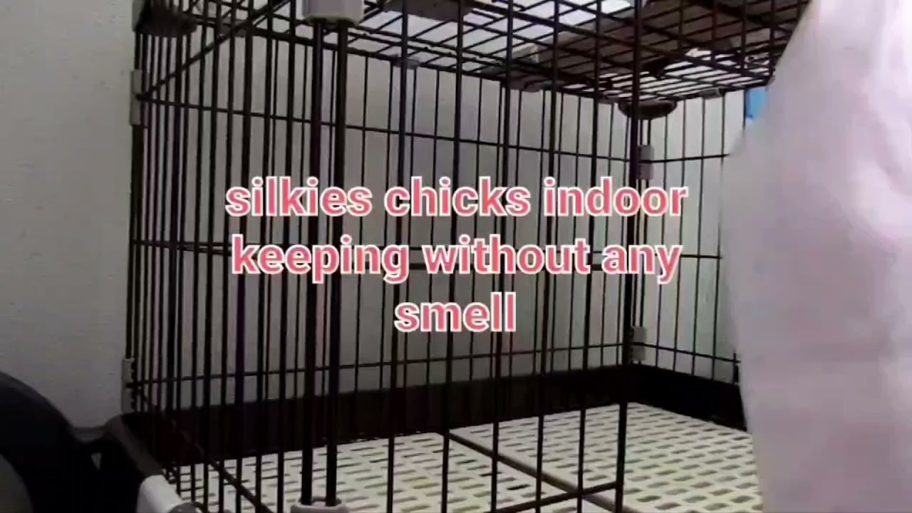 Silkie chicken indoor pet 01（烏骨鶏の室内飼い #01） - YouTube