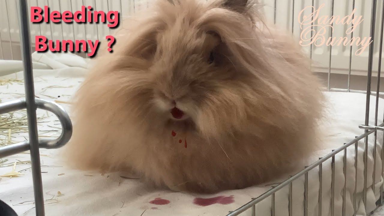 Bleeding Bunny 🍒 - YouTube