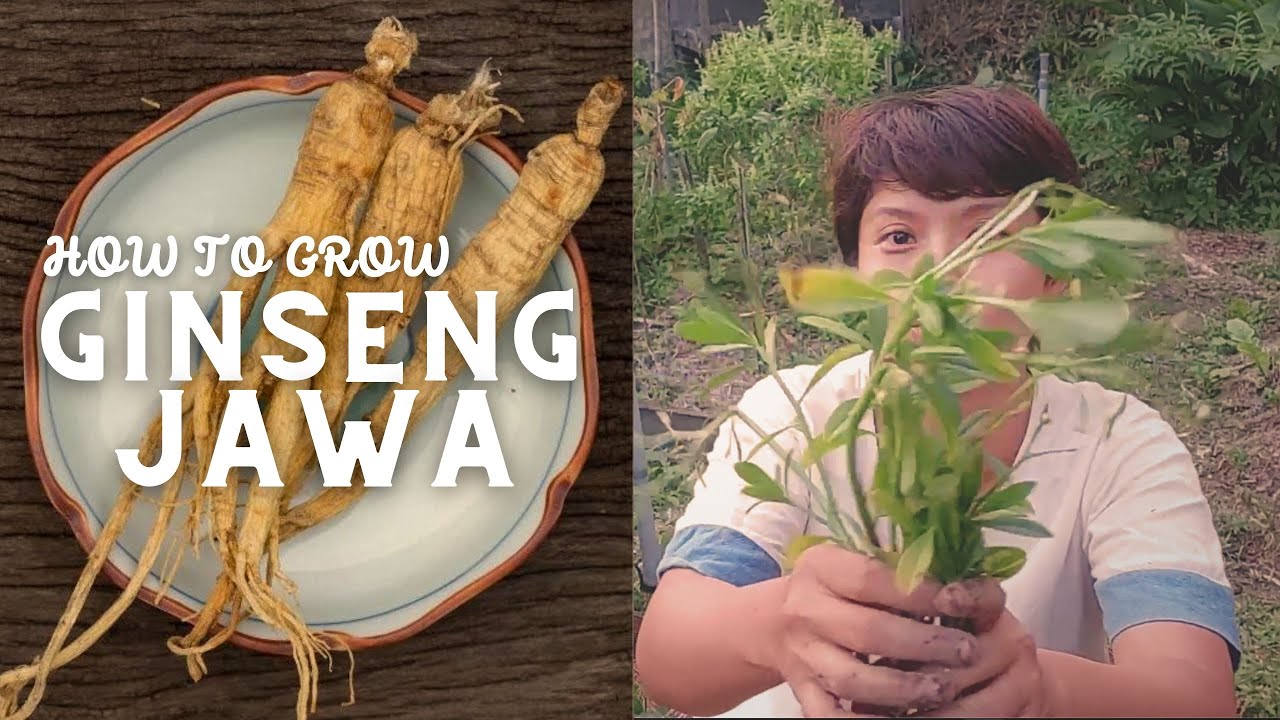 Ginseng Jawa - YouTube