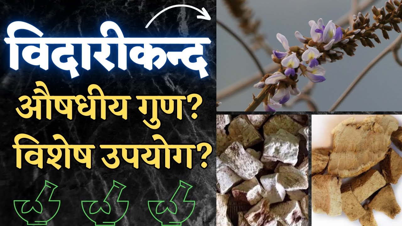 vidarikand ke fayde | pueraria tuberosa hindi name | ipomoea digitata ...