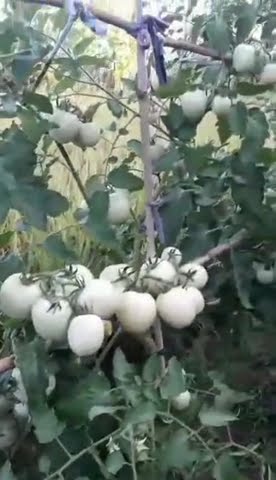 kamatis farm - YouTube