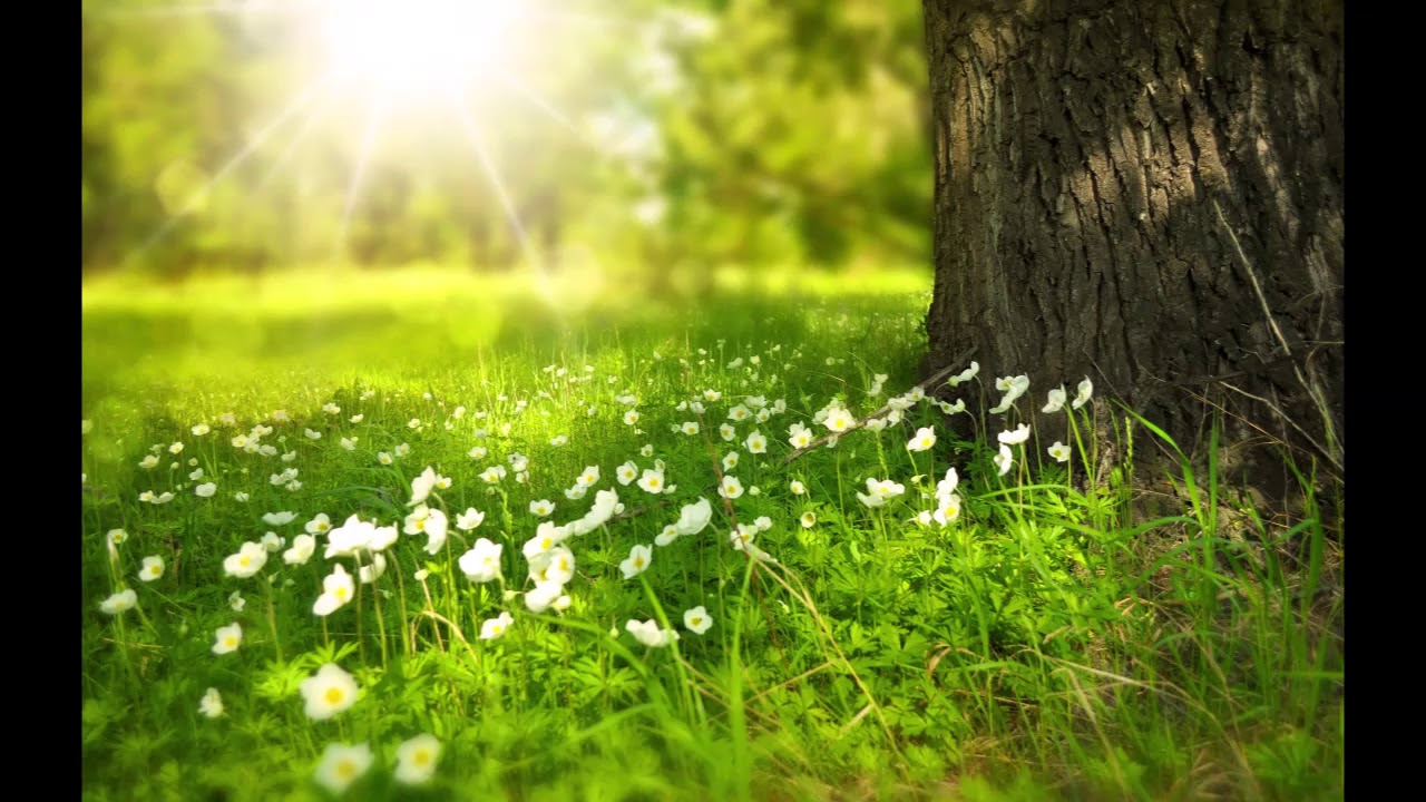 SUMMER MEADOW SOUNDS - Calming Sounds of a Meadow, Relaxation ...
