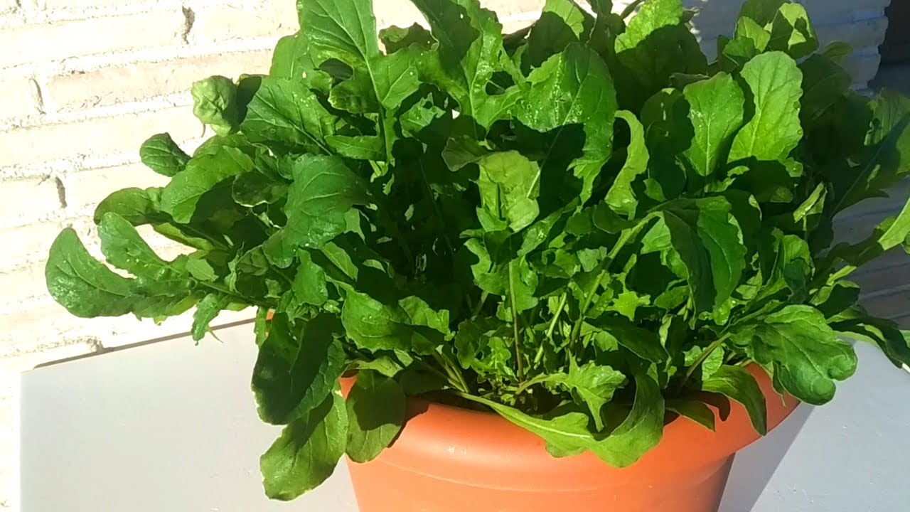 RÚCULA en MACETA - YouTube