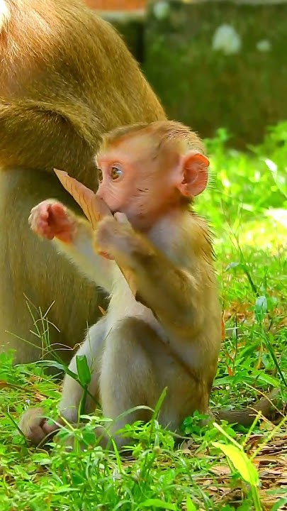 Cute Little Baby Monkey Play Happily With Friends | Lovely Monkey Life - YouTube