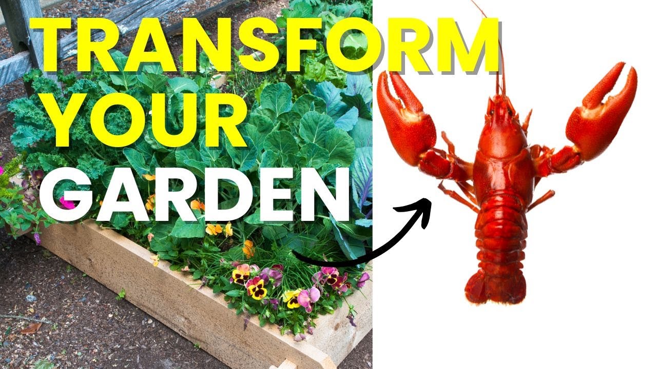 Transform Your Garden With Crawfish Shells | Benefits And Tips - YouTube