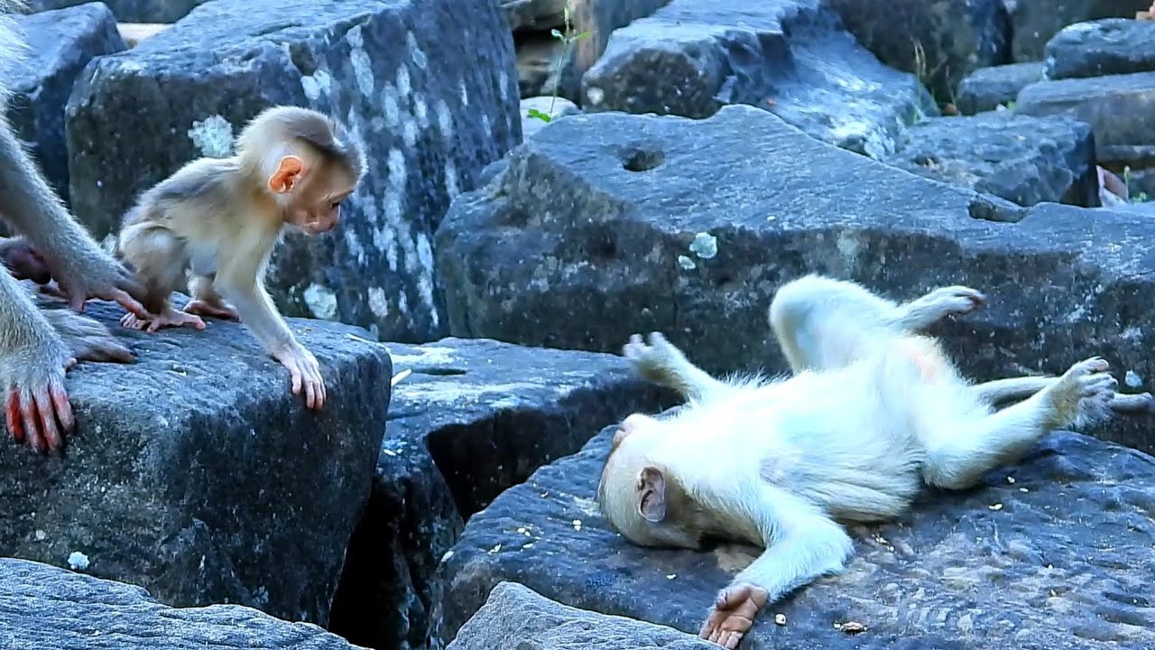Good job Rainbow! for cute baby monkey Jovi, Rainbow is making funny ...