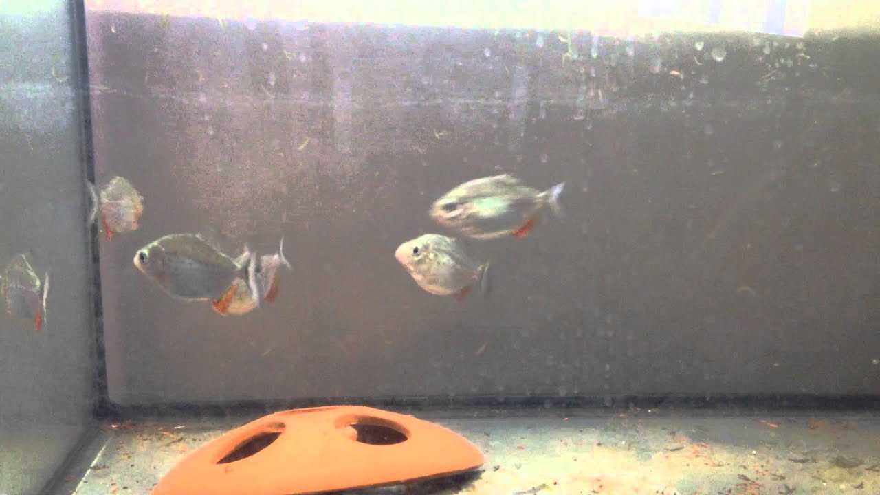 piranha fry - YouTube