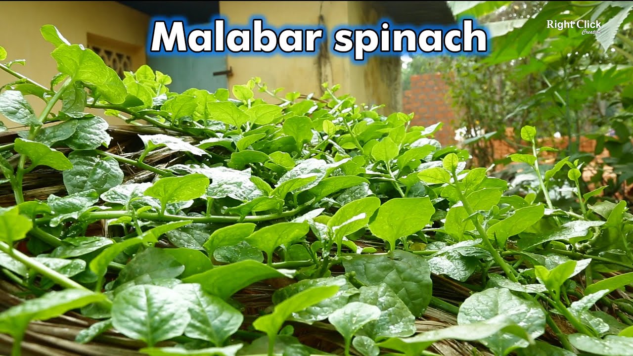 Malabar spinach | How to grow Malabar spinach | Growing Malabar spinach ...