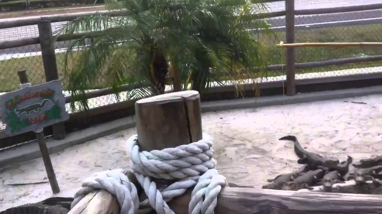 Congo River Mini Golf Orlando Feeding The Alligators: Orlando Local ...