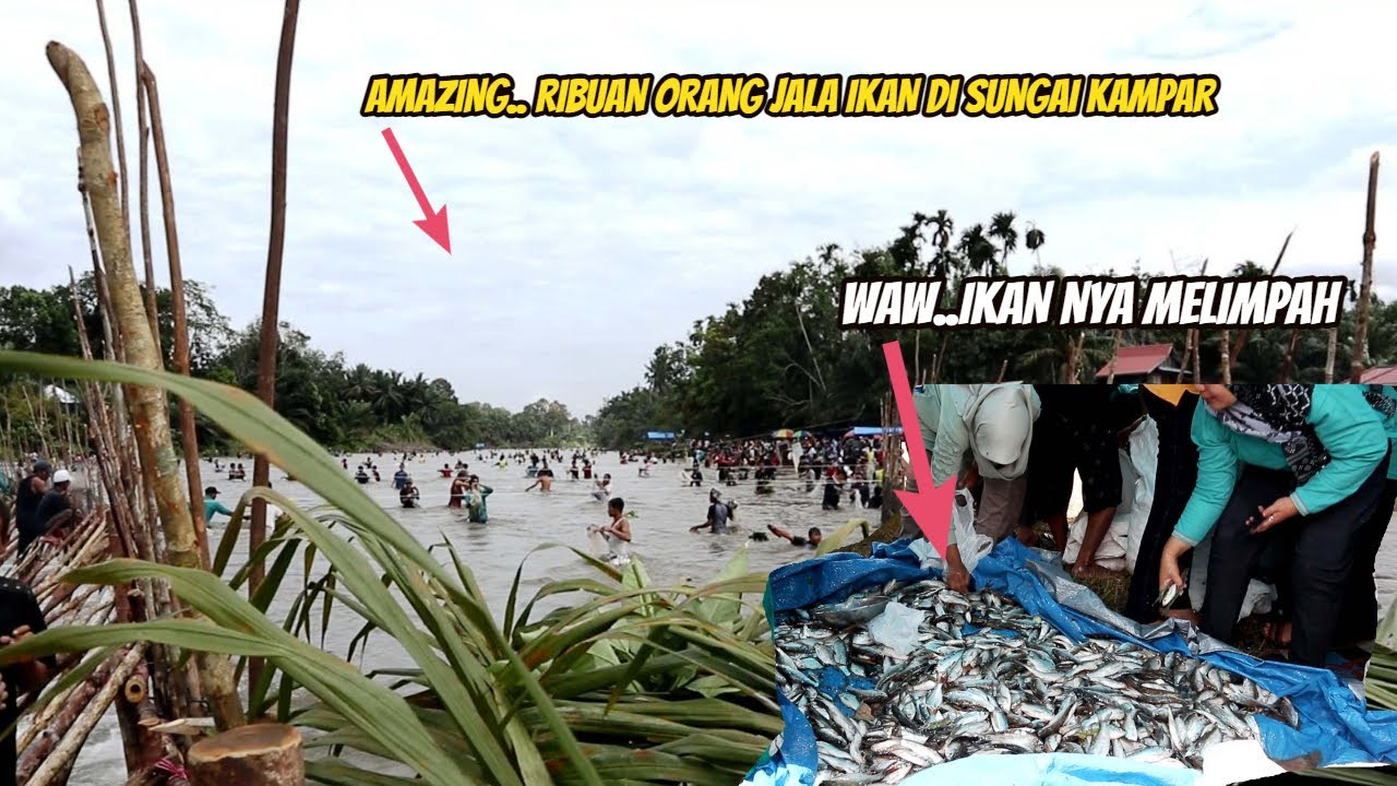 AMAZING!! RIBUAN ORANG JALA IKAN SUNGAI KAMPAR || IKAN LARANGAN ...