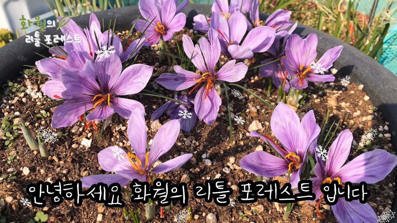 샤프란꽃 키우기🌸 화분에서 키우는 샤프란꽃 Youtube