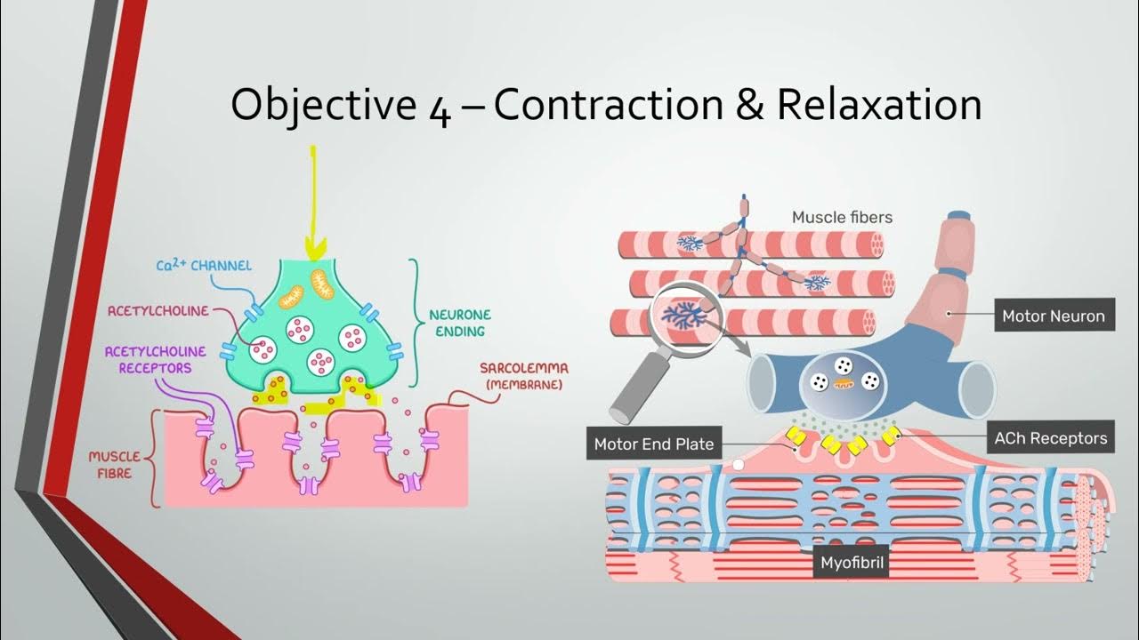 Ch. 10 - Objective 4 - YouTube