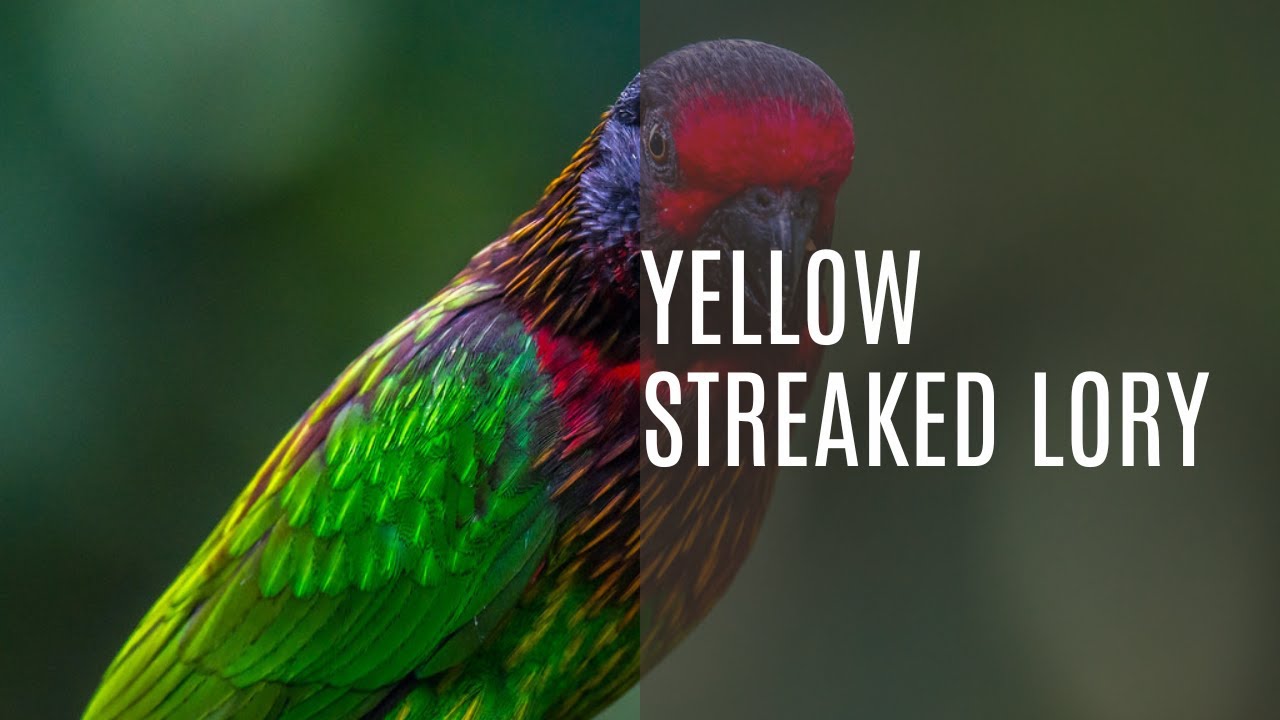 The Wild & Colorful World of Yellow Streaked Lory (Chalcopsitta ...