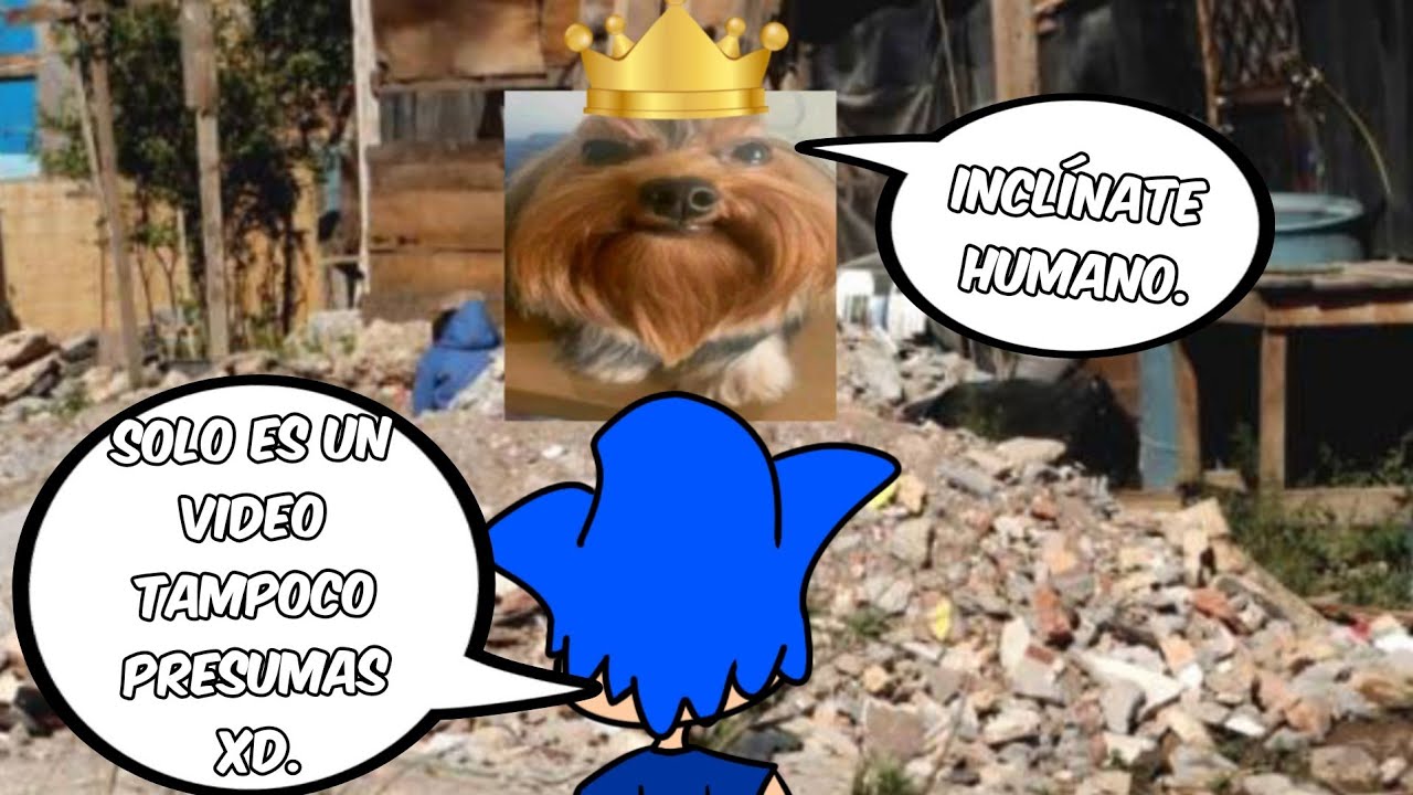 Perro Mamón presume su video de tik tok - YouTube