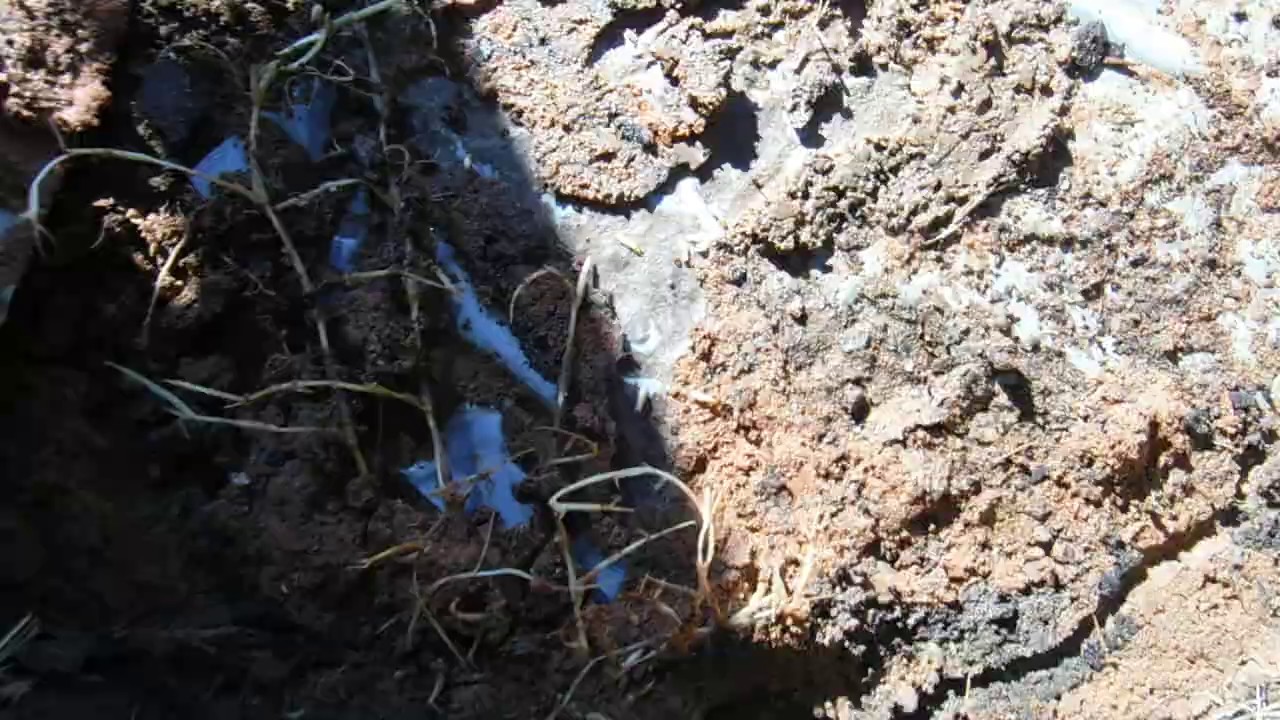 Southeastern Termite Defaults on $320K Arbitration Award; Faces ...