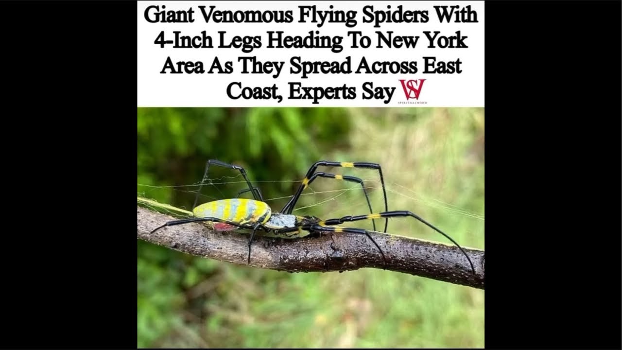 Venomous Flying Spiders Invading New York And The East Coast Youtube