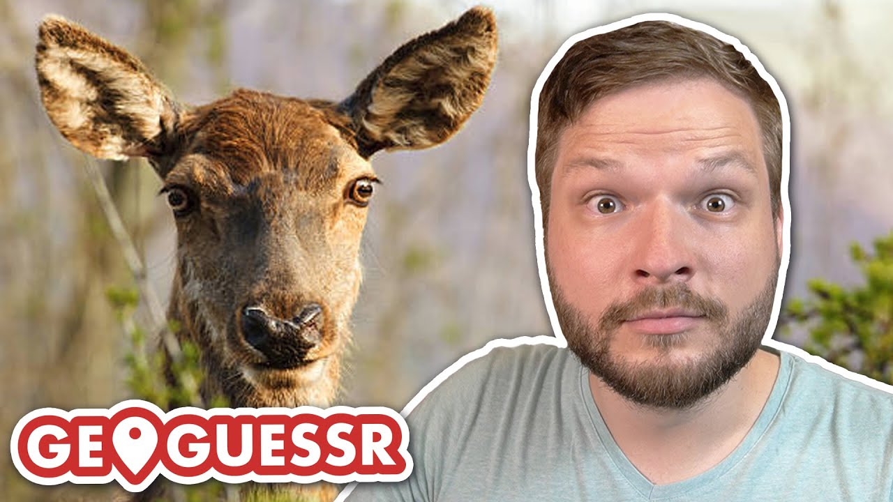 Trying to find ANIMALS around the world [PLAY-ALONG] - YouTube